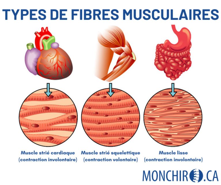 Les 3 types de muscles qui composent votre corps (et à quoi ils servent ...